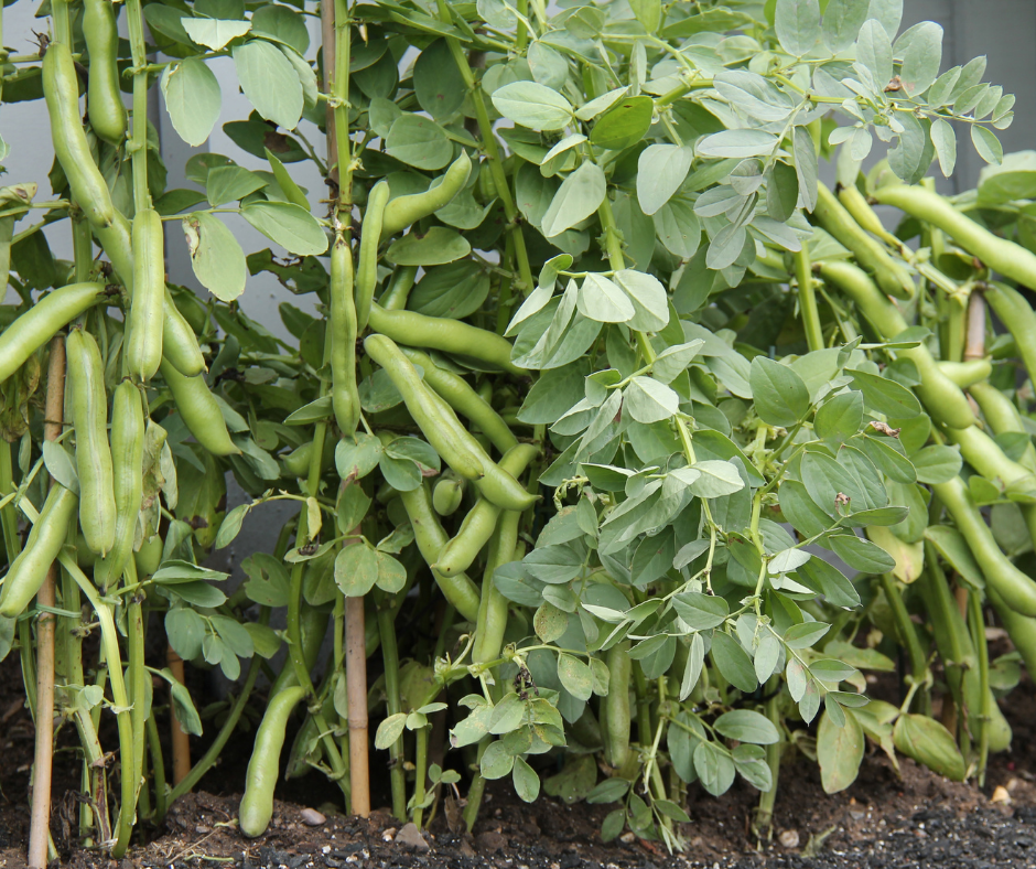 Seychelles Green Bean seeds | Freedom Forest Nursery