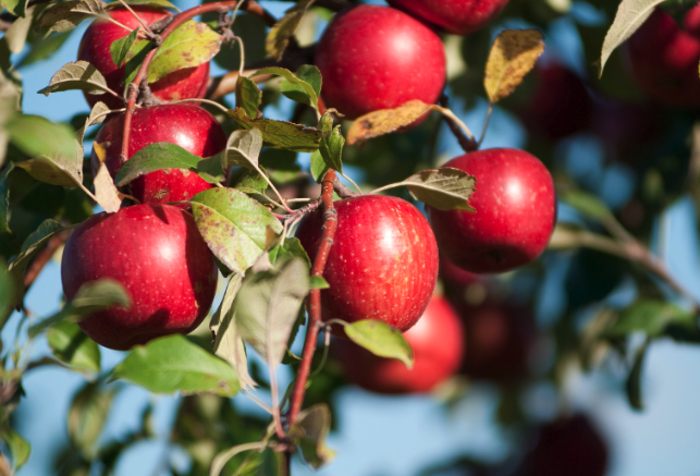 Winecrisp Apple | Freedom Forest Nursery