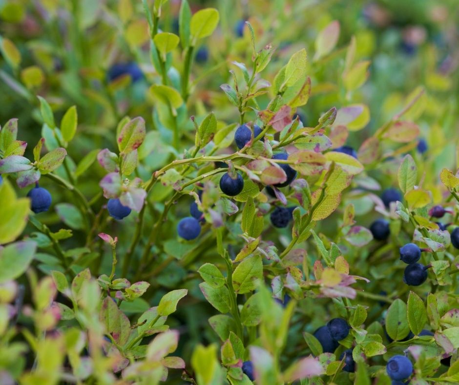 Chandler Blueberry | Freedom Forest Nursery