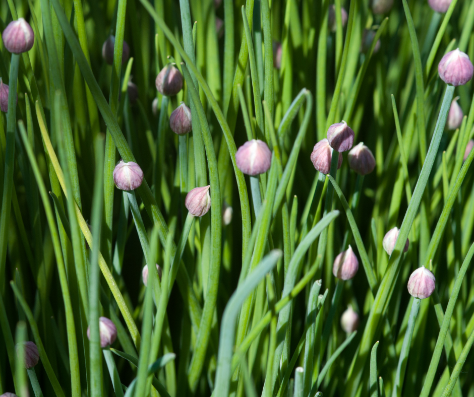 Dolores Chives seeds | Freedom Forest Nursery