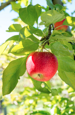 Galarina Apple | Freedom Forest Nursery