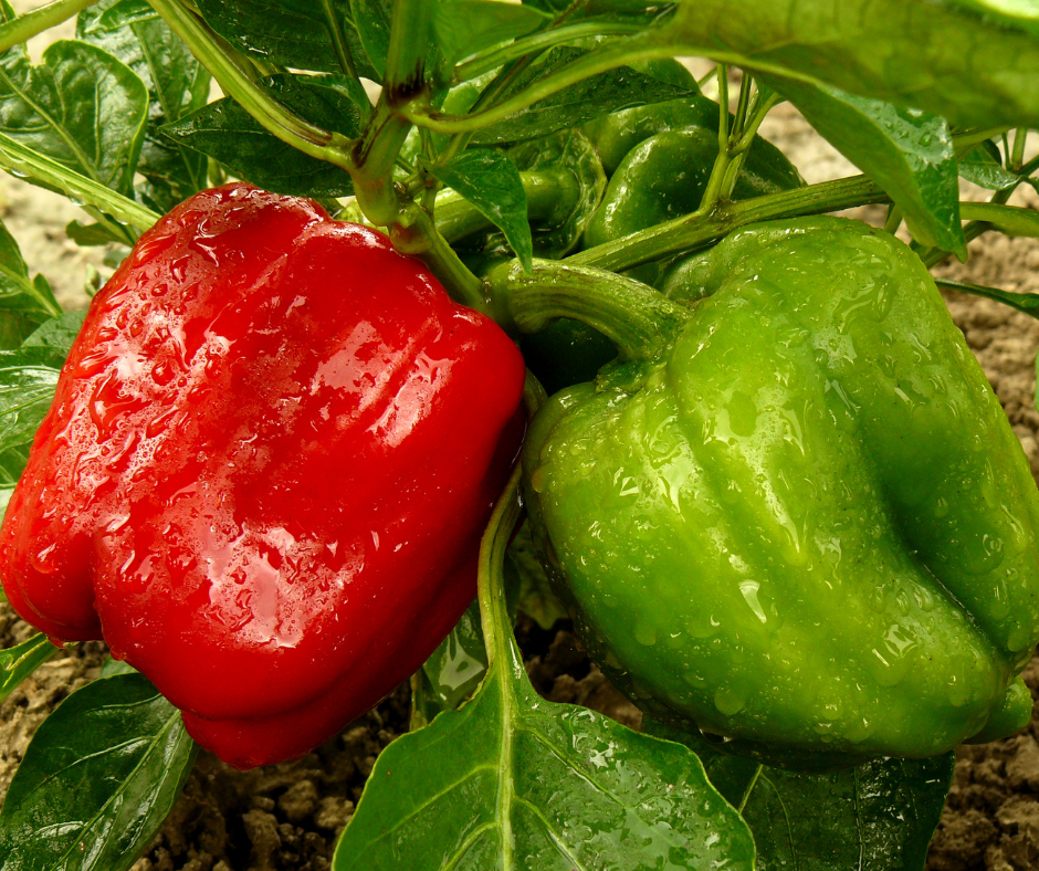 Ace Hybrid (F1) Bell Pepper seeds | Freedom Forest Nursery