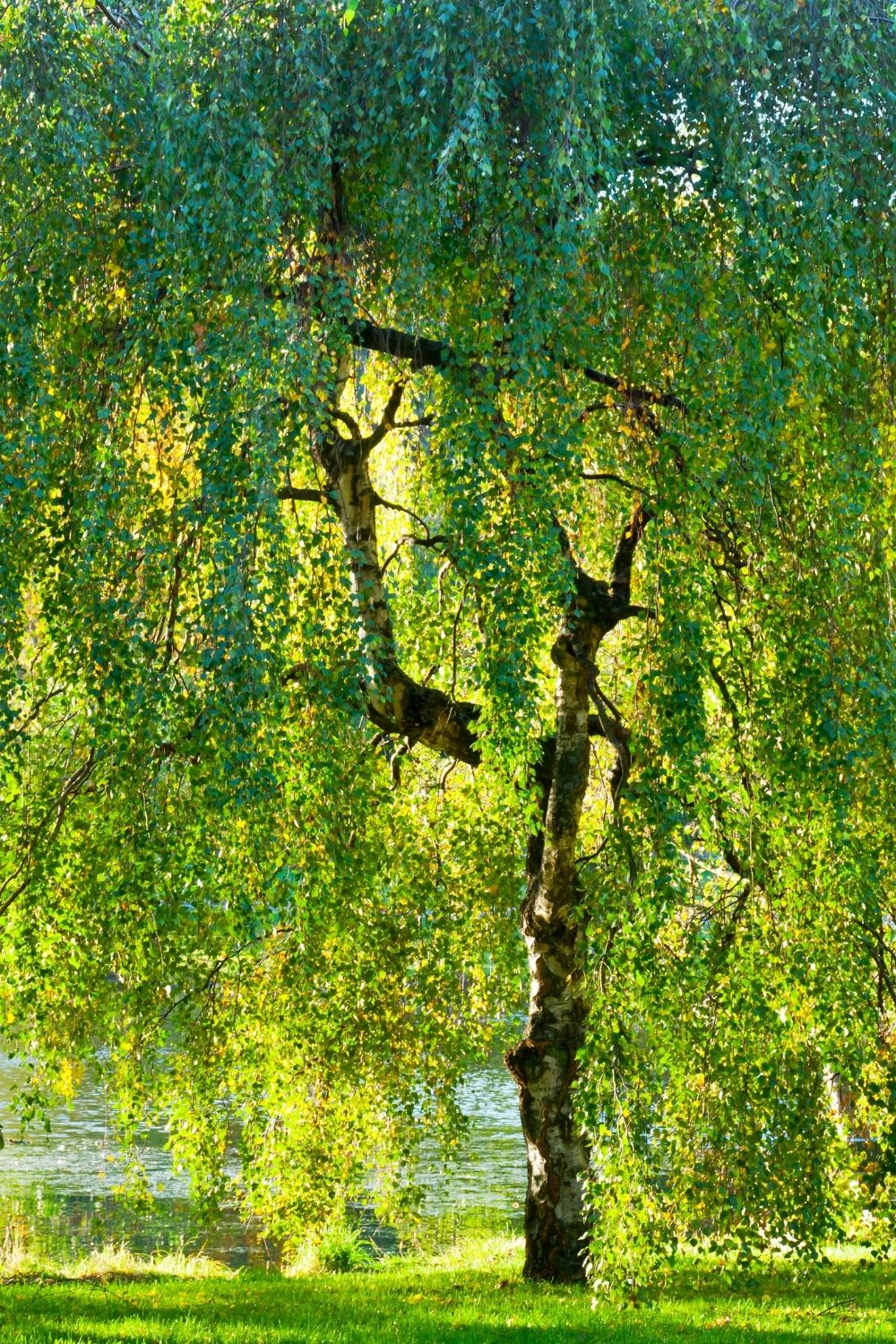 Weeping European White Birch | Freedom Forest Nursery