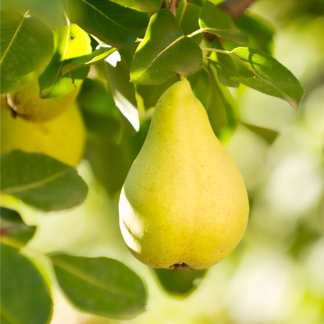 Bartlett FBR Pear | Freedom Forest Nursery