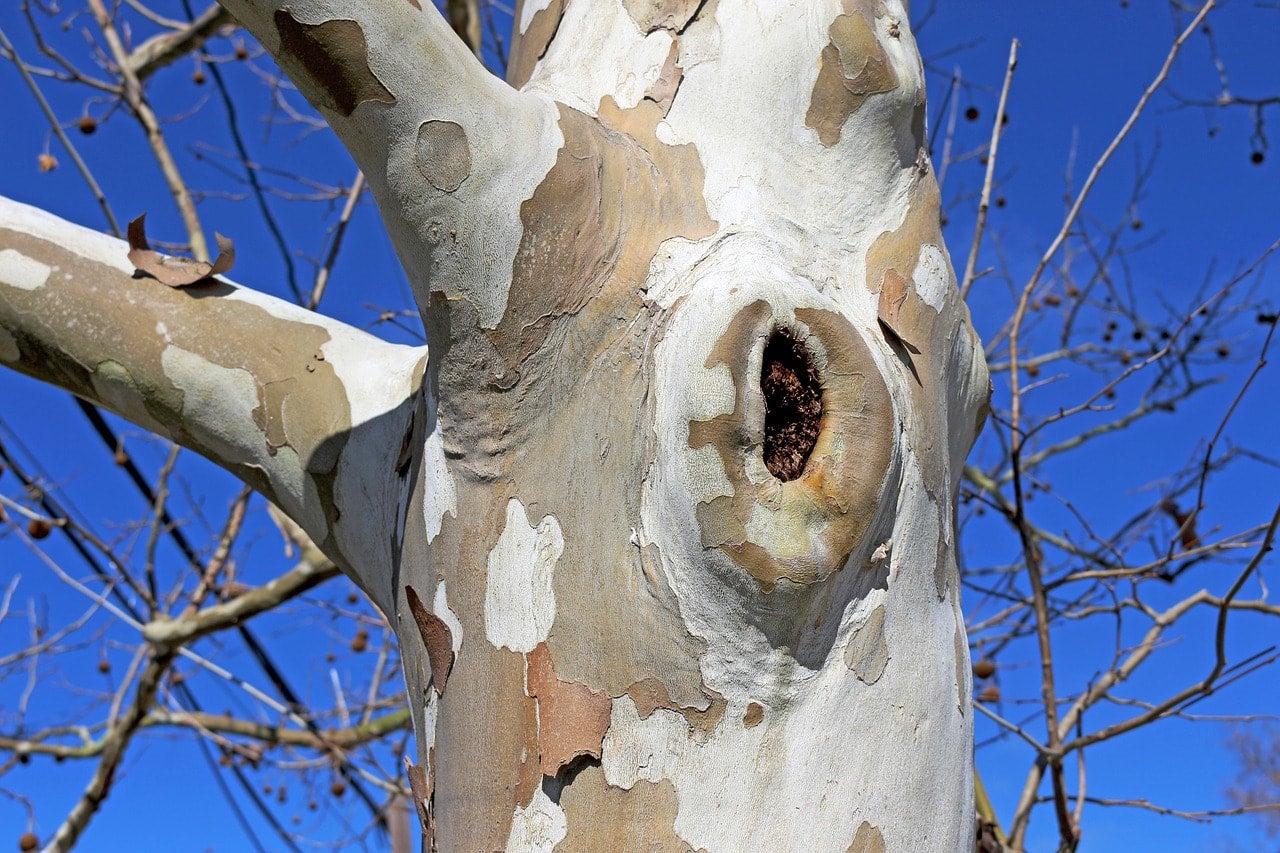 Buttonwood Sycamore Tree