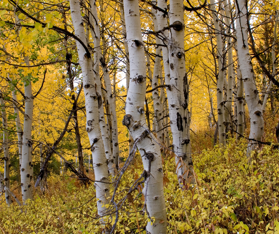 Quaking Aspen | Freedom Forest Nursery