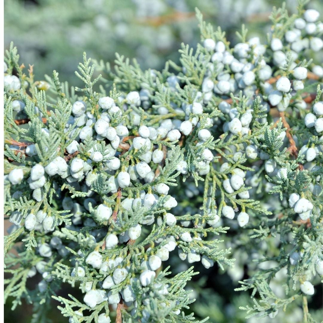 Blue Star Juniper | Freedom Forest Nursery