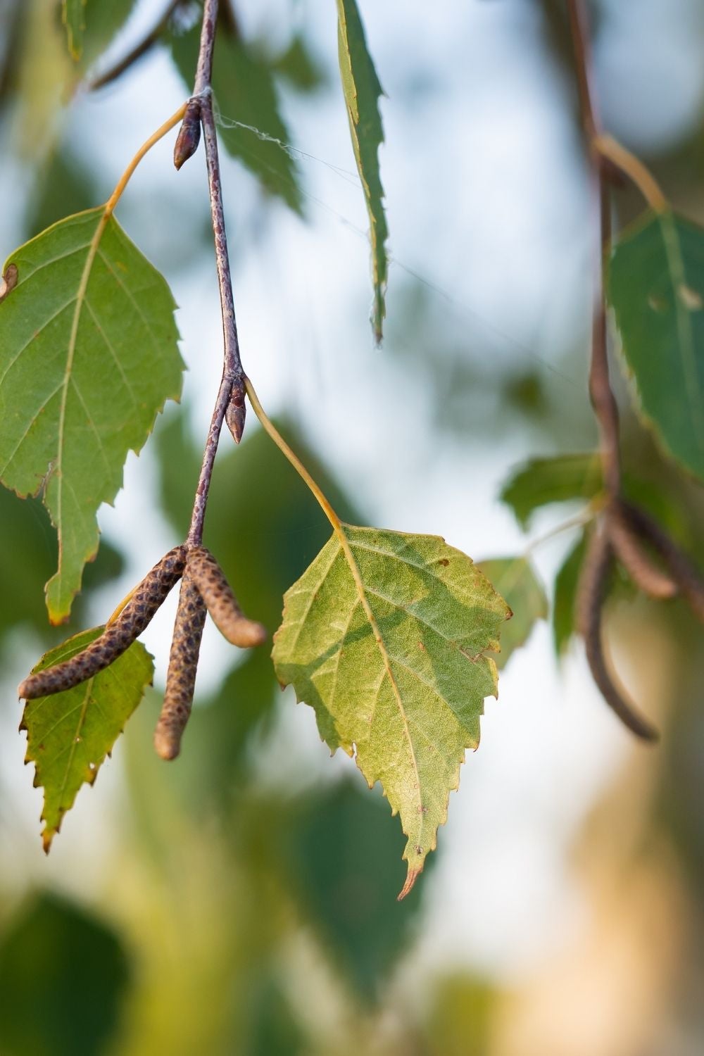 Silver Birch Tree Leaves