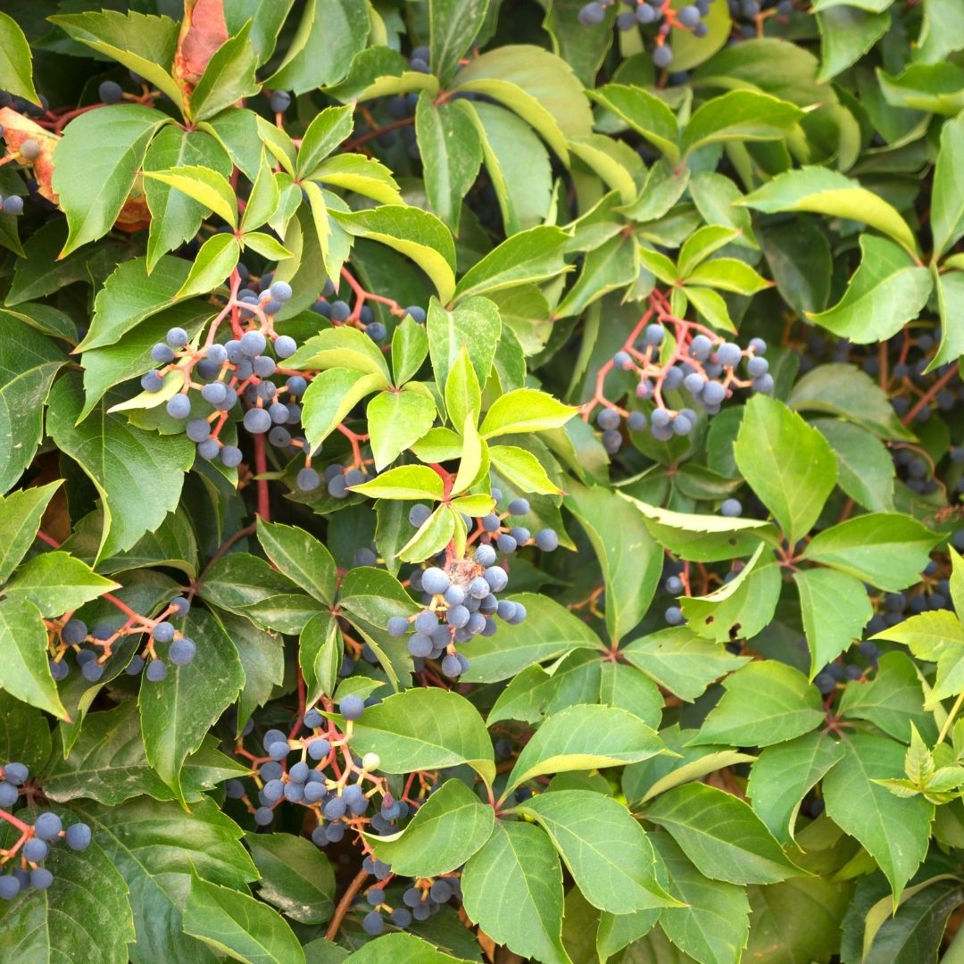 Marge Elderberry | Self-pollinating | Freedom Forest Nursery