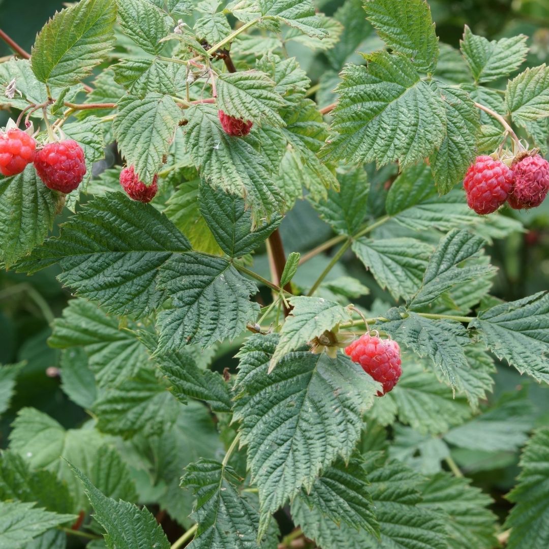 Crimson Night Red Raspberry | Freedom Forest Nursery
