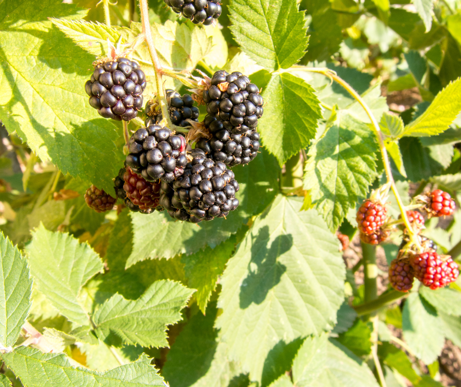 Apache Blackberry | Freedom Forest Nursery