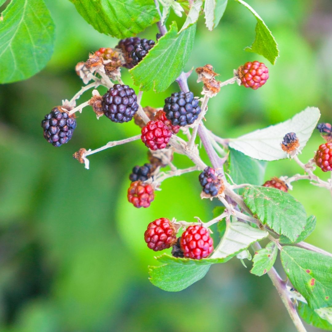 Prime-Ark Freedom Blackberry | Freedom Forest Nursery