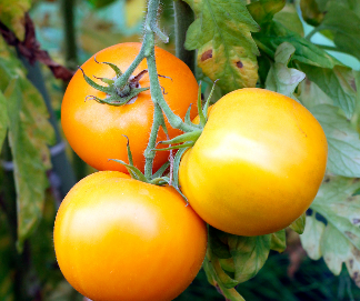 Golden Jubilee Tomato Plant