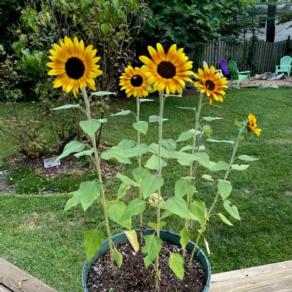 Sunfower Firecracker seeds | Freedom Forest Nursery