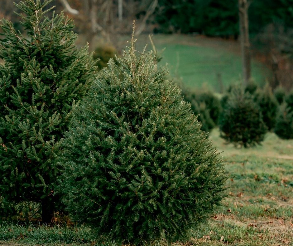 Canaan Fir | Freedom Forest Nursery