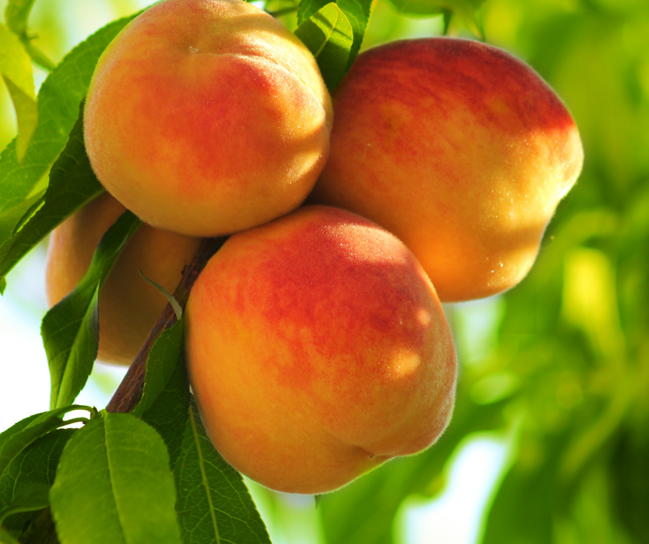 Veteran Peach | Freedom Forest Nursery