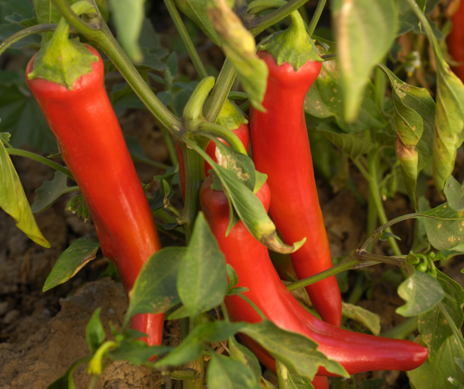 Red Flame Cayenne Pepper Organic Hybrid (F1) seeds | Freedom Forest Nursery