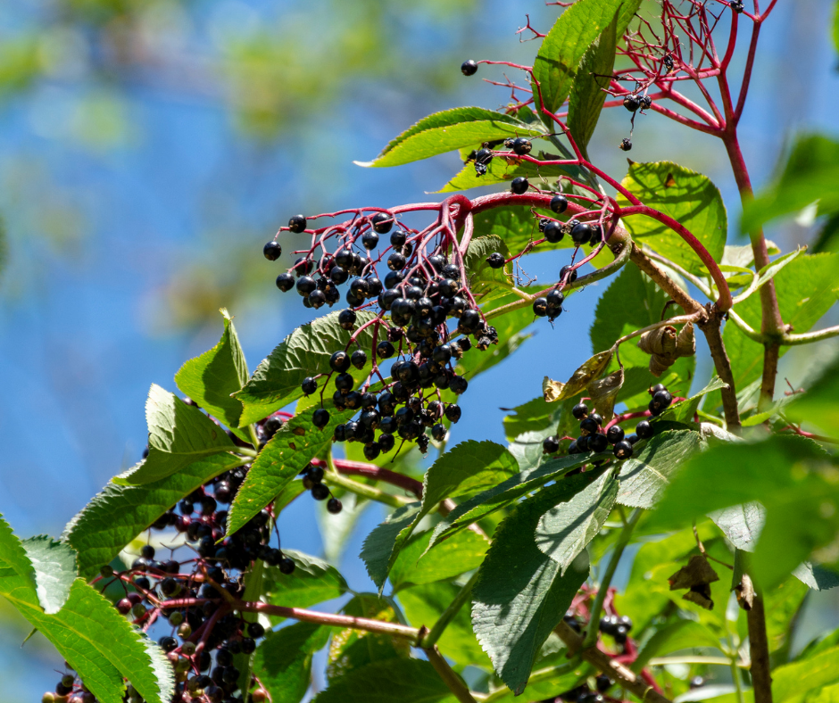 Elderberry Pollinating Pair | Freedom Forest Nursery