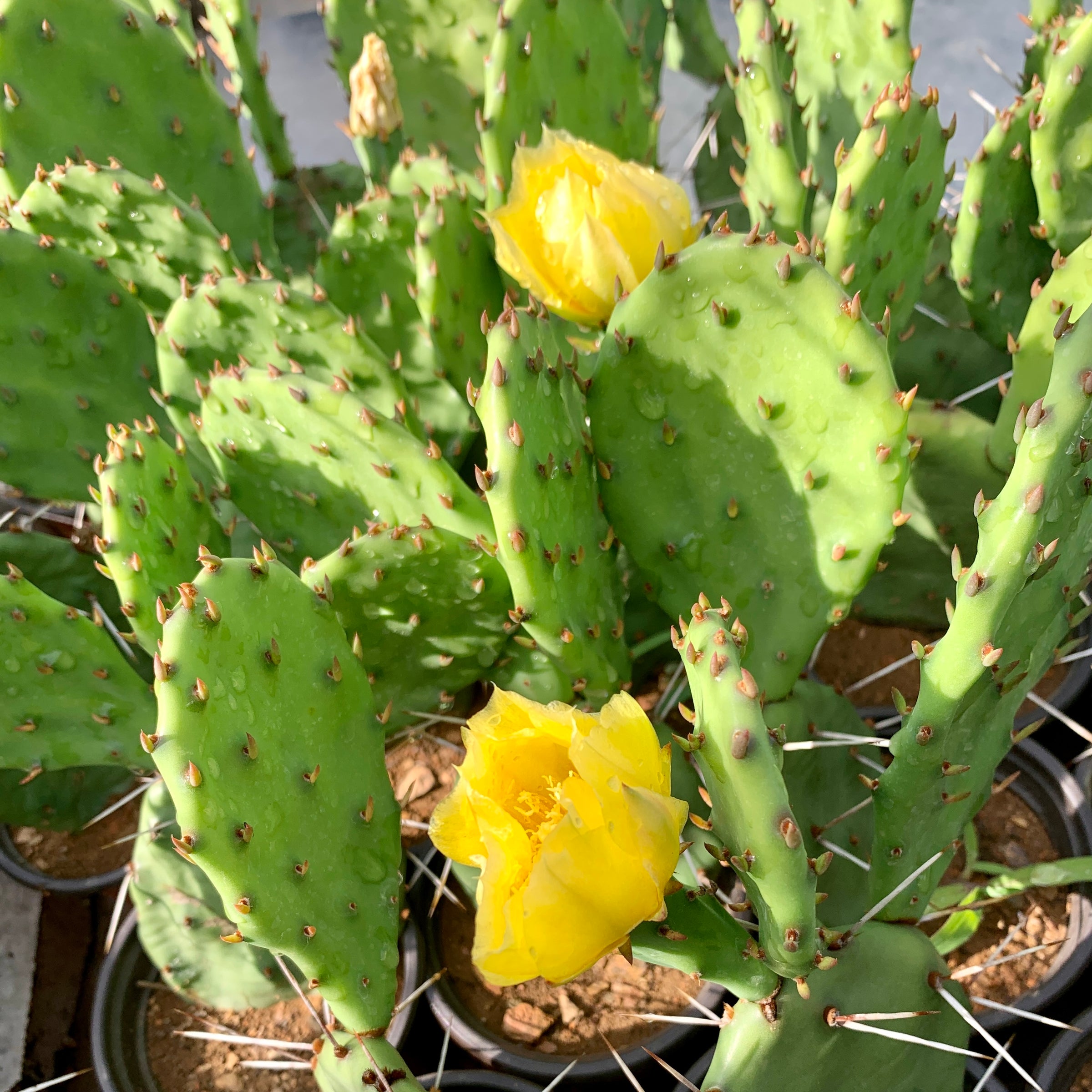 Prickly Pear Cactus Flower