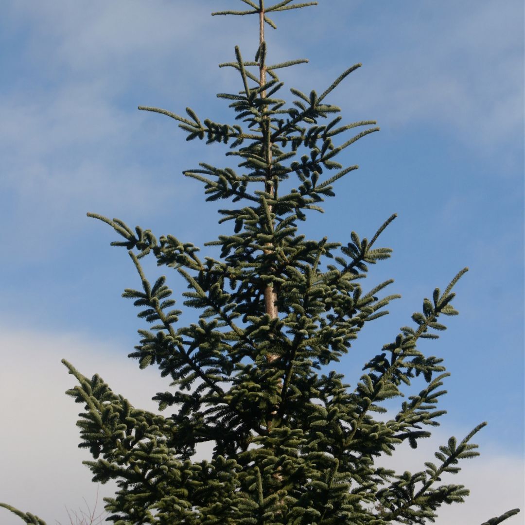 Douglas-fir | Freedom Forest Nursery