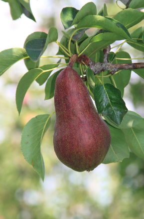 Golden Russett Bosc Pear | Freedom Forest Nursery