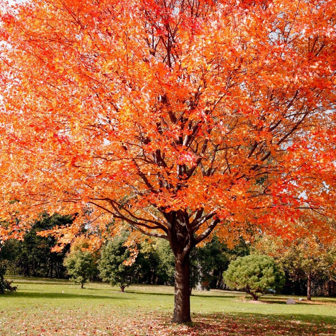 Red Maple | Freedom Forest Nursery